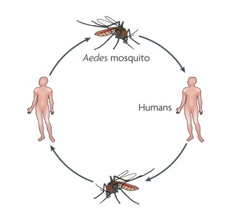 Mosquito-borne illnesses